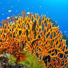 Memory: Memorama de Ecosistemas Acuáticos