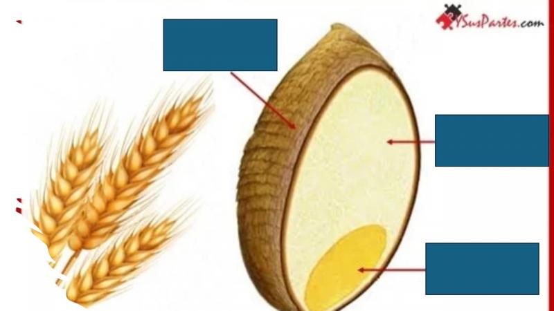 Print Map Quiz: PARTES DEL GRANO DE TRIGO (Formación de personal - pan ...