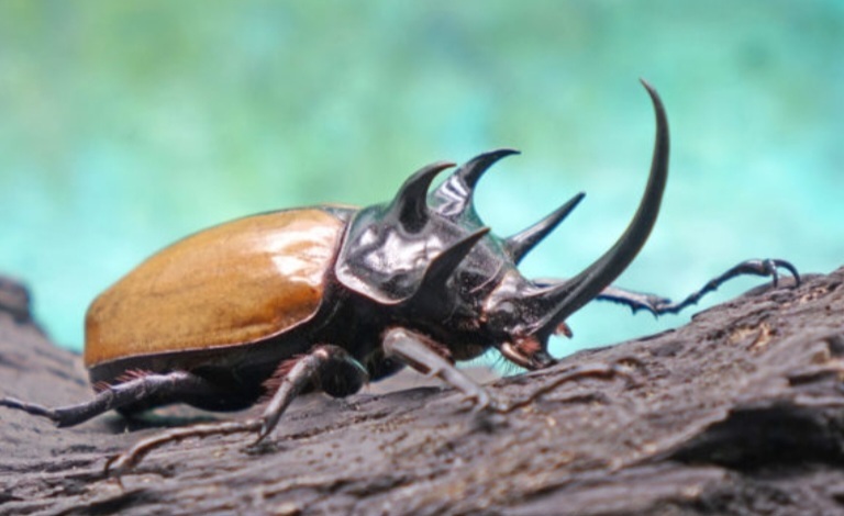 Memory: Memorama insectos (lengua - 1º - Educación primaria)