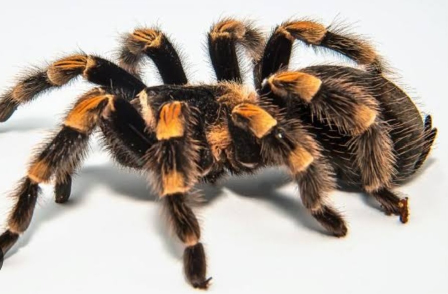 Memory: Memorama insectos (lengua - 1º - Educación primaria)