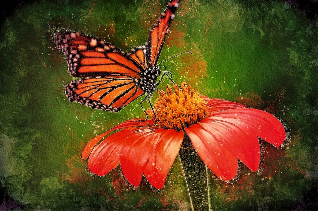 Matching Pairs: Mariposas y su ciclo de vida e importancia en el ...