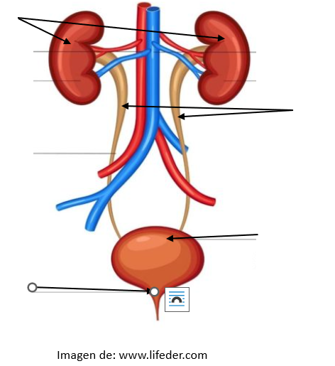 Map Quiz: PARTES DEL APARATO EXCRETOR (D) (biología - 6º primaria ...