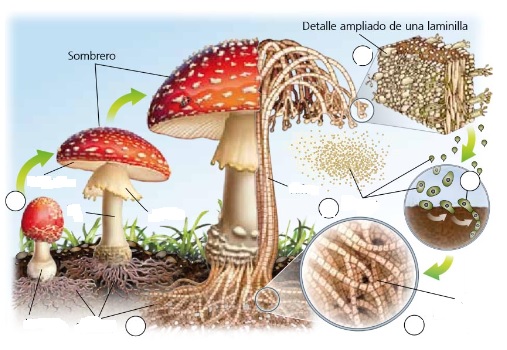 Map Quiz: Ciclo de los hongos (biología - micología - hongos)