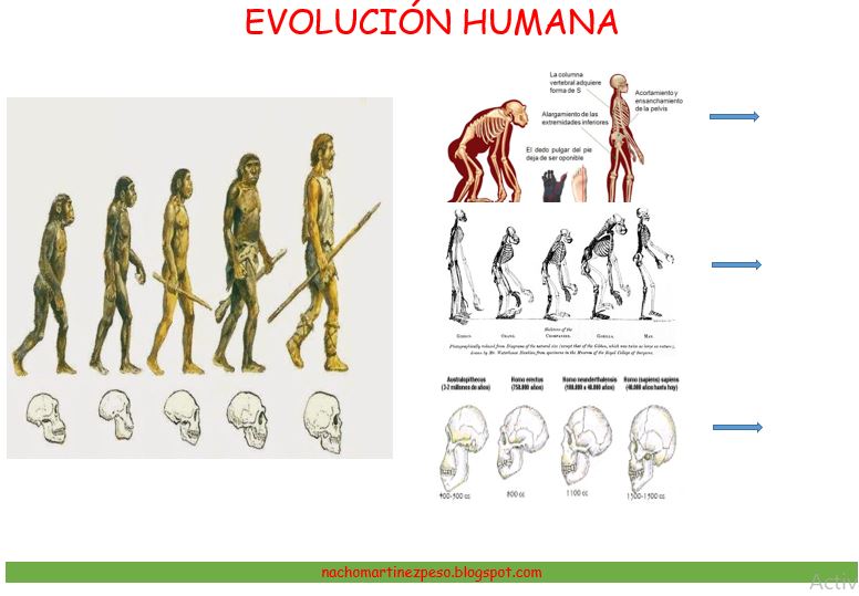 Print Map Quiz: HOMINIZACIÓN (D) (1 eso - prehistoria)