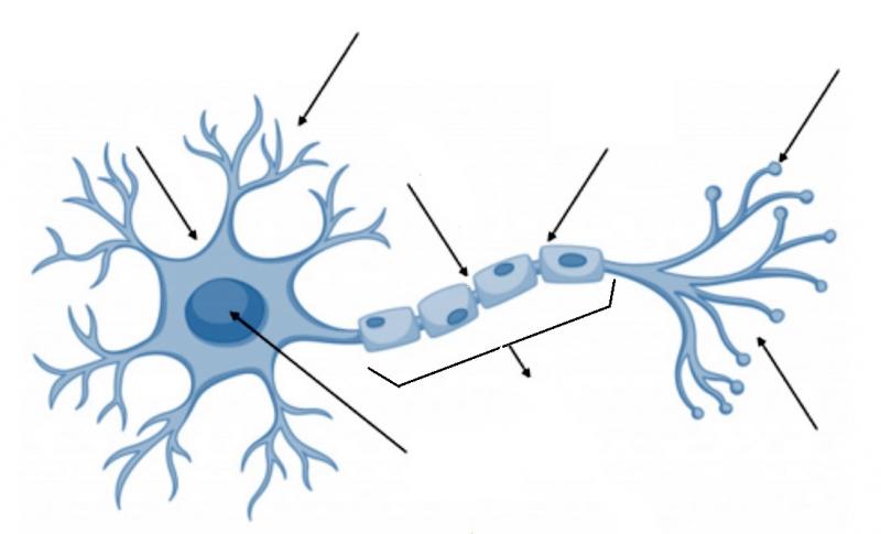 Print Map Quiz: NEURONA+PARTES+FUNCIONES (D) (biología - 3º - Educación ...