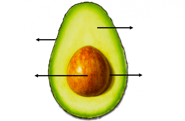 Map Quiz: Partes de una fruta- aguacate (D) (7º - Secundaria - Otros ...