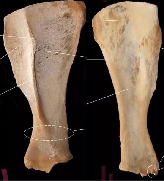 Map Quiz: Escapula del equino (D) (anatomy - anatomía miembro anterior ...