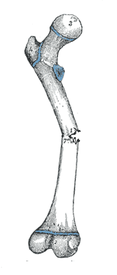 Matching Pairs: Fractures Matching Game
