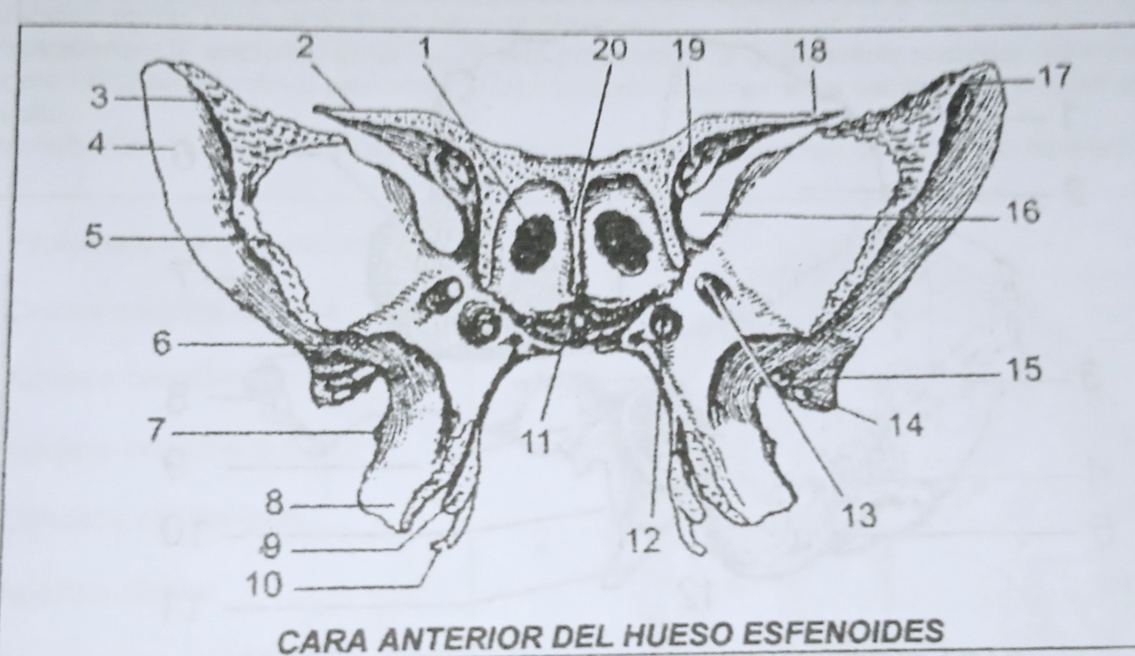 Map Quiz: Hueso esfenoides