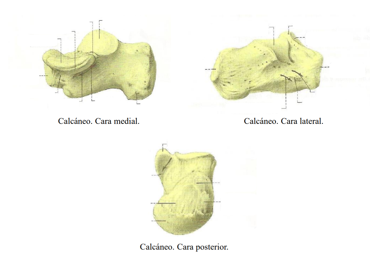 Map Quiz: Partes del calcáneo (caras medial, lateral y posterior ...