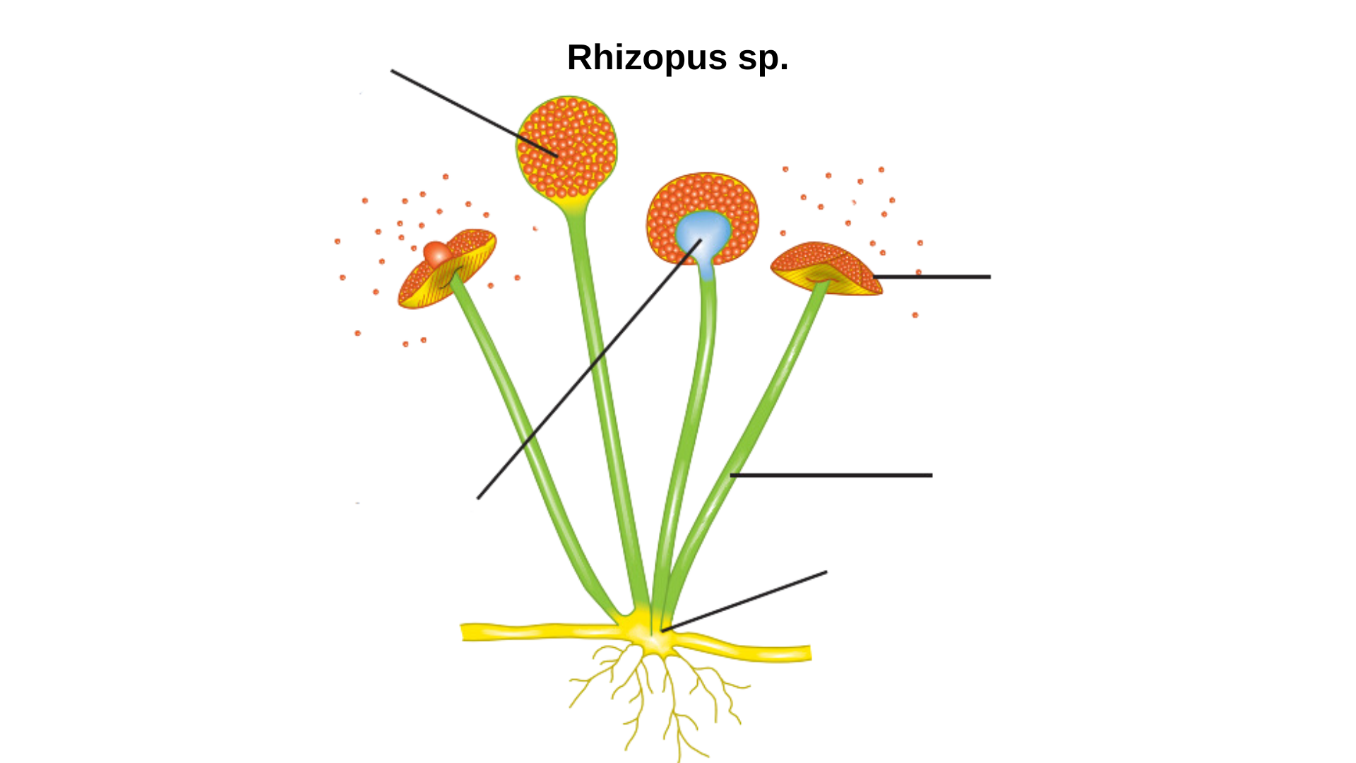 Map Quiz: Estructura Hongos- Rhizopus sp.