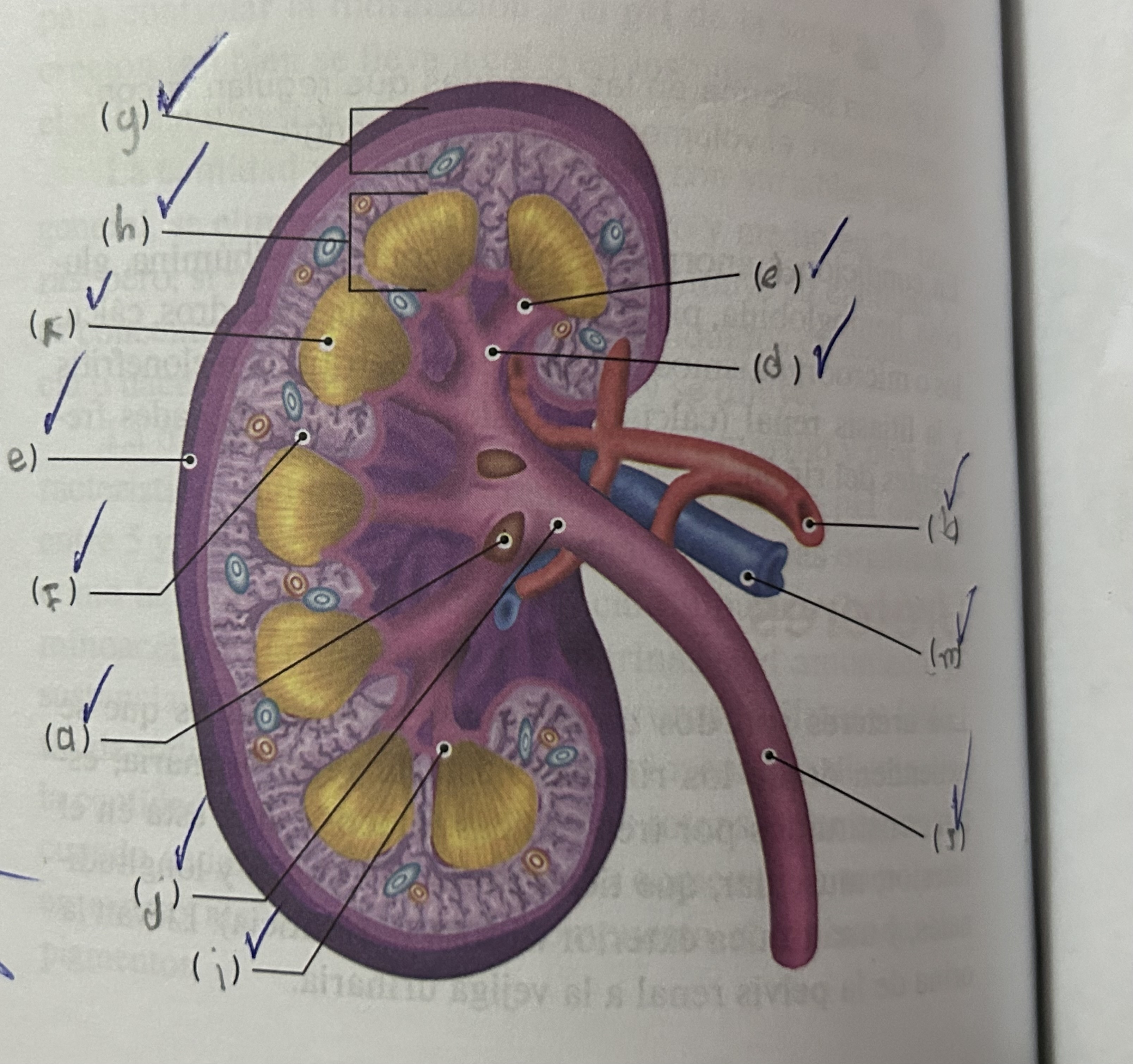 Map Quiz: anatomía del riñón