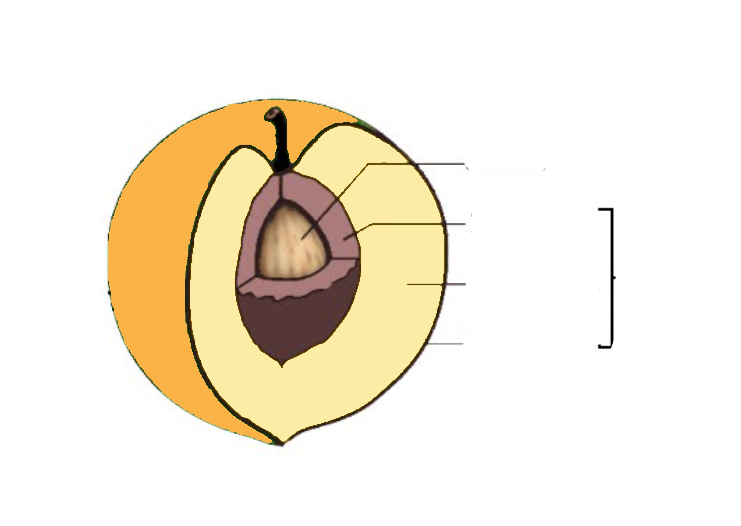 Map Quiz: PARTES DEL FRUTO (biología - Cuarto grado - Educación primaria)