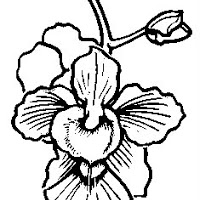 What Is The National Flower Of Costa Rica | Best Flower Site