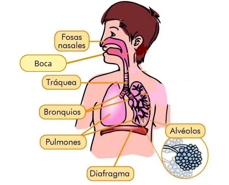 Mapa Interactivo: Respiratory system (biology - 5º primaria - bilingÜe ...