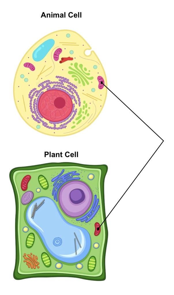 Matching Pairs: Plant vs. Animal Cells Matching Game (biology)