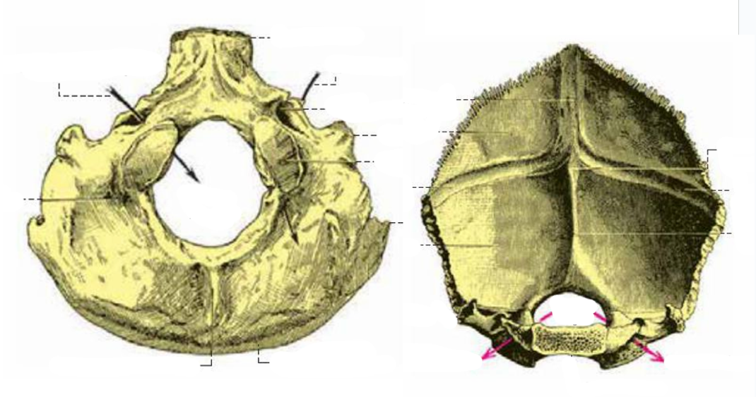Print Map Quiz: Hueso occipital (Detalles anatómicos) (biología - 2º ...