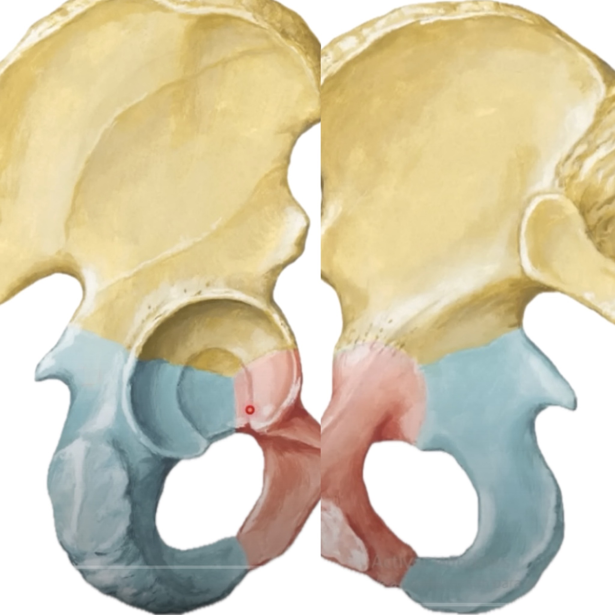 Print Map Quiz: Detalles óseos del isquion ()