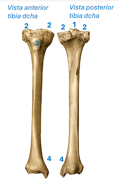 Map Quiz: Partes de la tibia