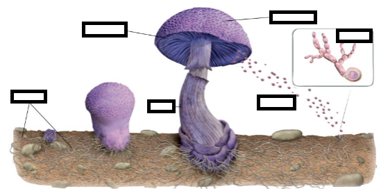 Print Map Quiz: PARTES DE UN HONGO (biología)