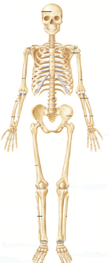 Mapa Interactivo: The skeleton (esqueleto humano - inglés - science ...
