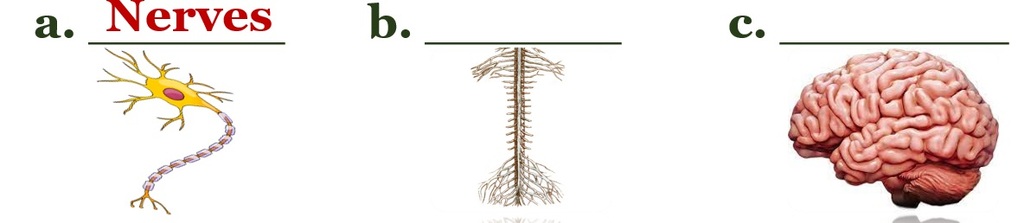 Froggy Jumps: INTRODUCTION TO THE NERVOUS SYSTEM (biology)