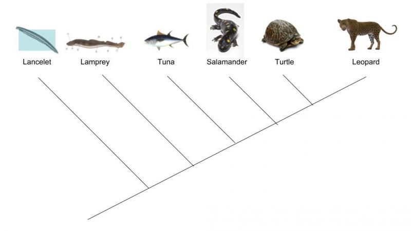 Map Quiz: Cladogram Practice