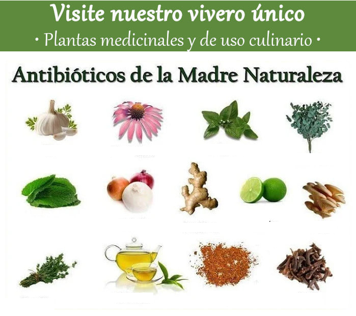 Mapa Interactivo: Ejemplo de Plantas medicinales (plantas medicinales)