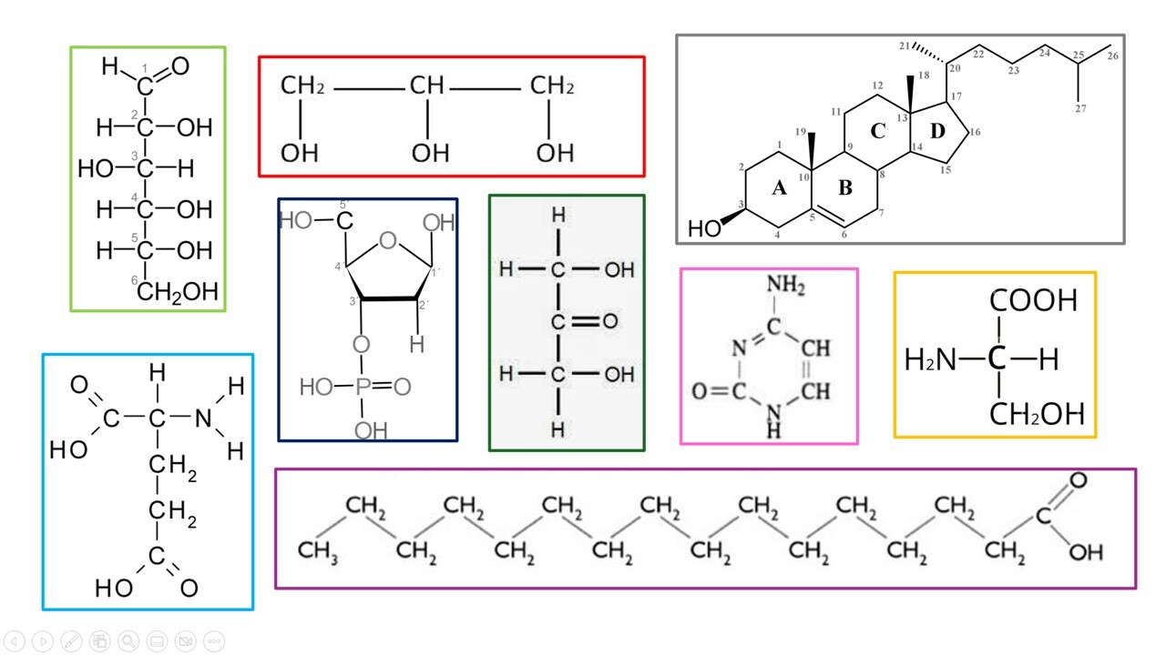 Map Quiz: Grupos funcionales (nutrición - bioquímica - quimica)