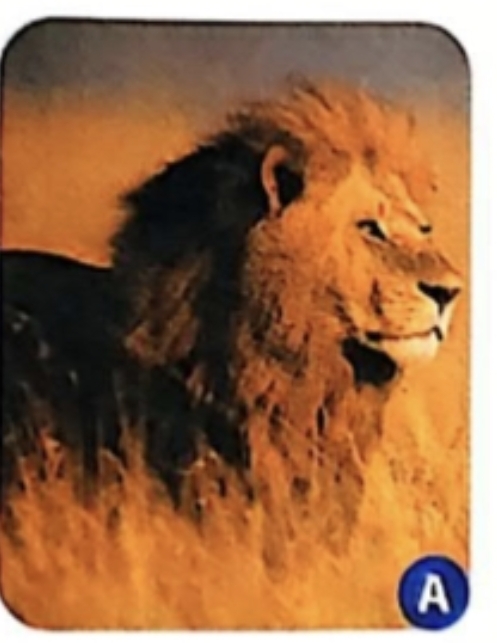 Matching Pairs: Animal Matching Pairs Game