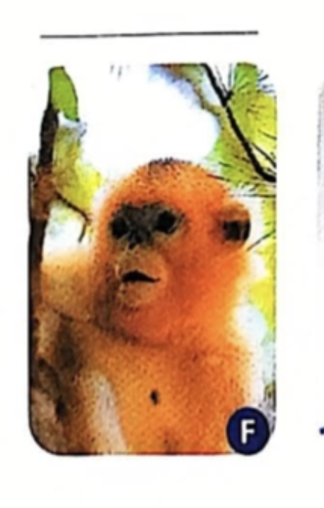 Matching Pairs: Animal Matching Pairs Game