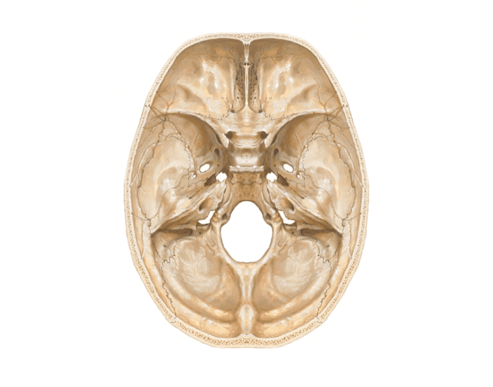 Mapa Interactivo: Base del craneo y agujeros