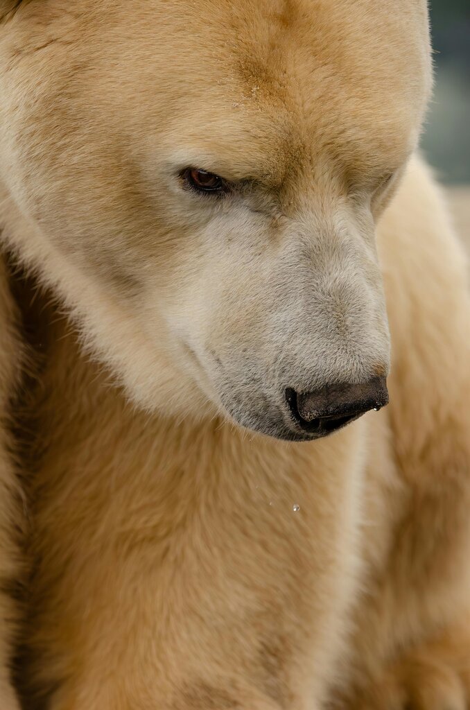 Matching Pairs: Animal Match: Quick Facts