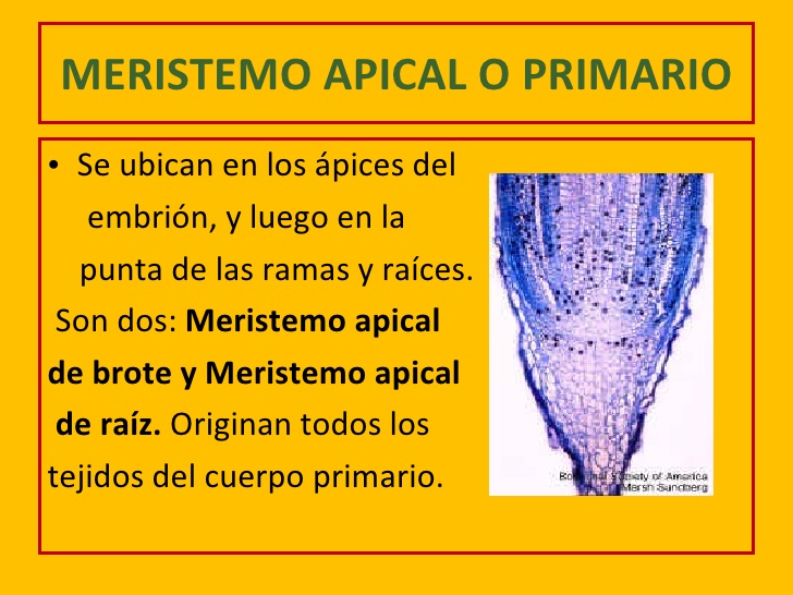 Meristemo Primario