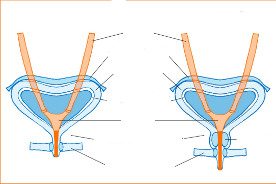 Mapa Interactivo: Vejiga masculina y femenina