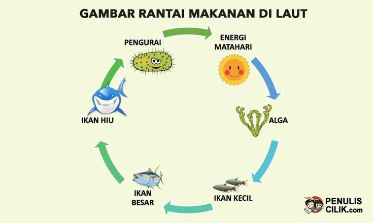 Froggy Jumps: Quiz Rantai Makanan