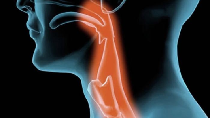 Filas: Ordena el Sistema Respiratorio