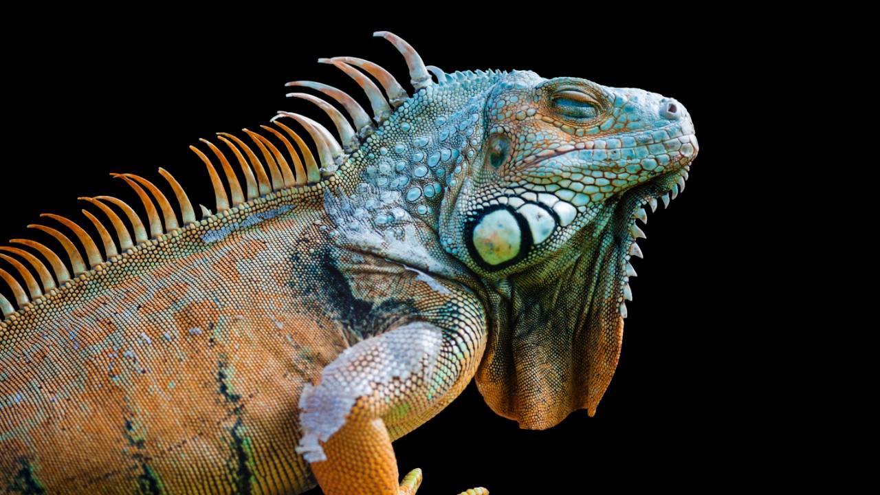 Word Search Puzzle: Búsqueda de Animales Vertebrados (5º egb - c ...