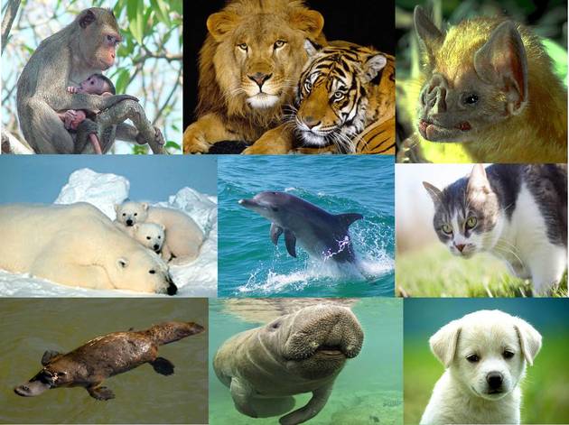 Relacionar Grupos: Animais Vertebrados e Invertebrados
