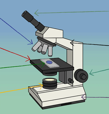 Map Quiz: Main Parts of a Microscope (general science - biology ...