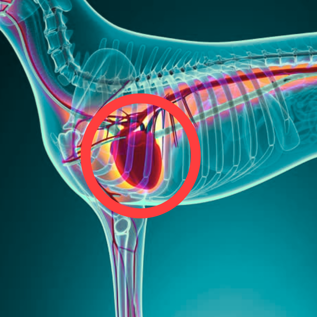 Map Quiz: Animal organs (english - organs)