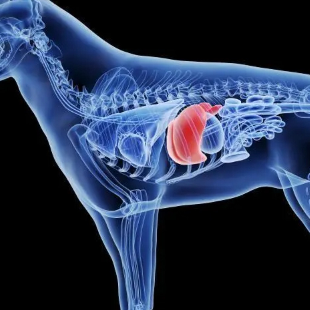 Map Quiz: Animal organs (english - organs)