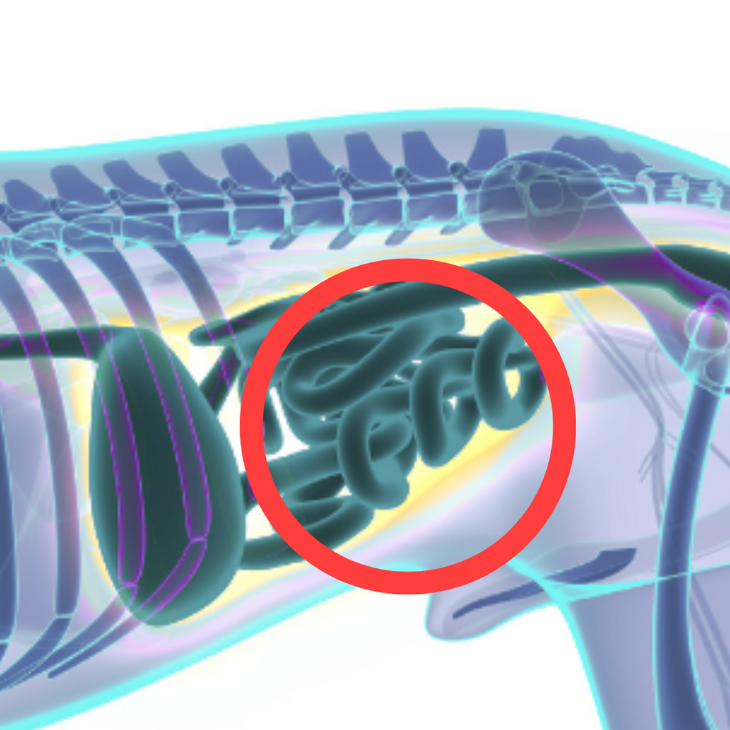 Map Quiz: Animal organs (english - organs)