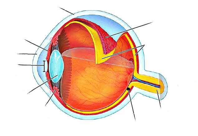 Map Quiz: tebak gambar ipas kelas 5a sdn 22 palu (biology - mata)