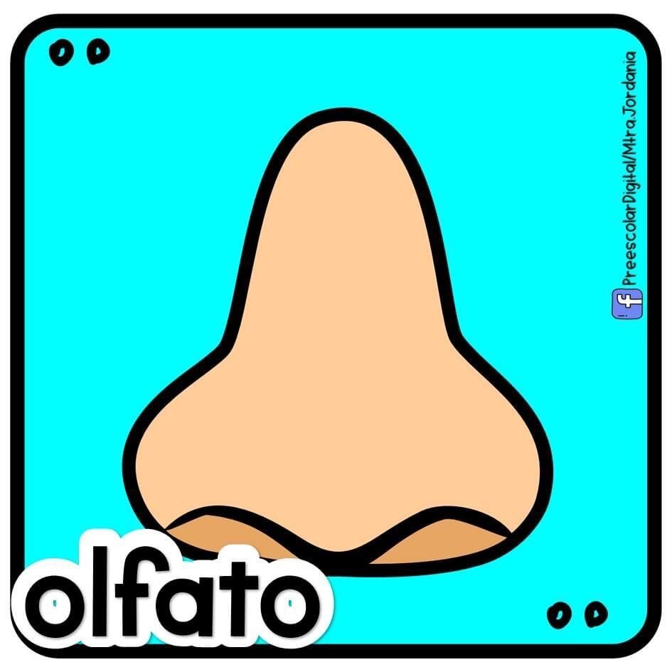 Slideshow: Sentido del Olfato