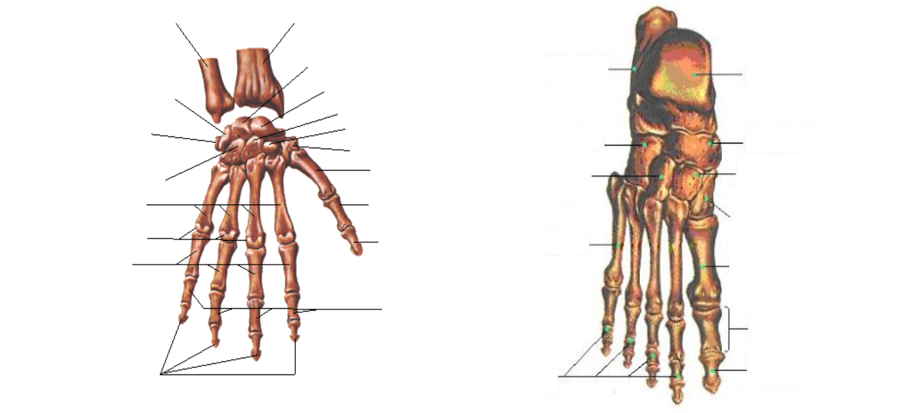 Mapa Interactivo: Huesos de mano y pie Grupo A-C Enf_2025 (anatomía ...