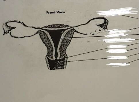 Map Quiz: Female Reproductive Parts (Front)