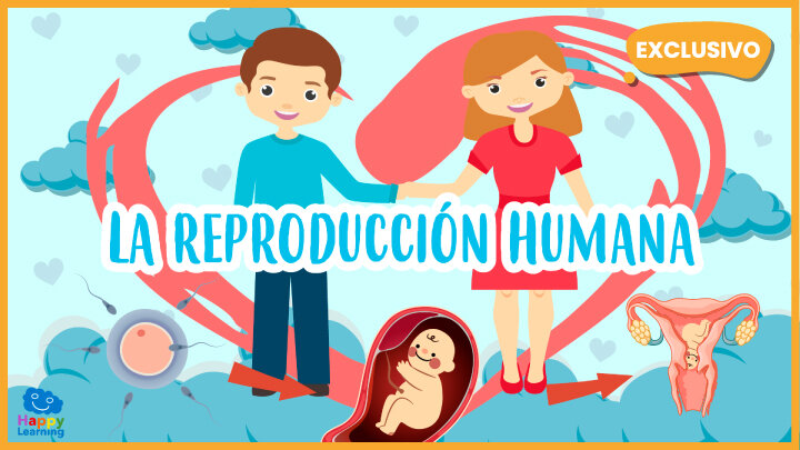 Line Up: Etapas de la reproducción humana