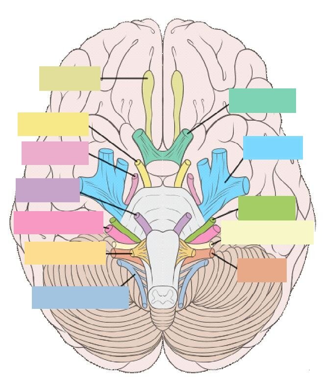 Map Quiz: Cranial Nerves Matching Game!