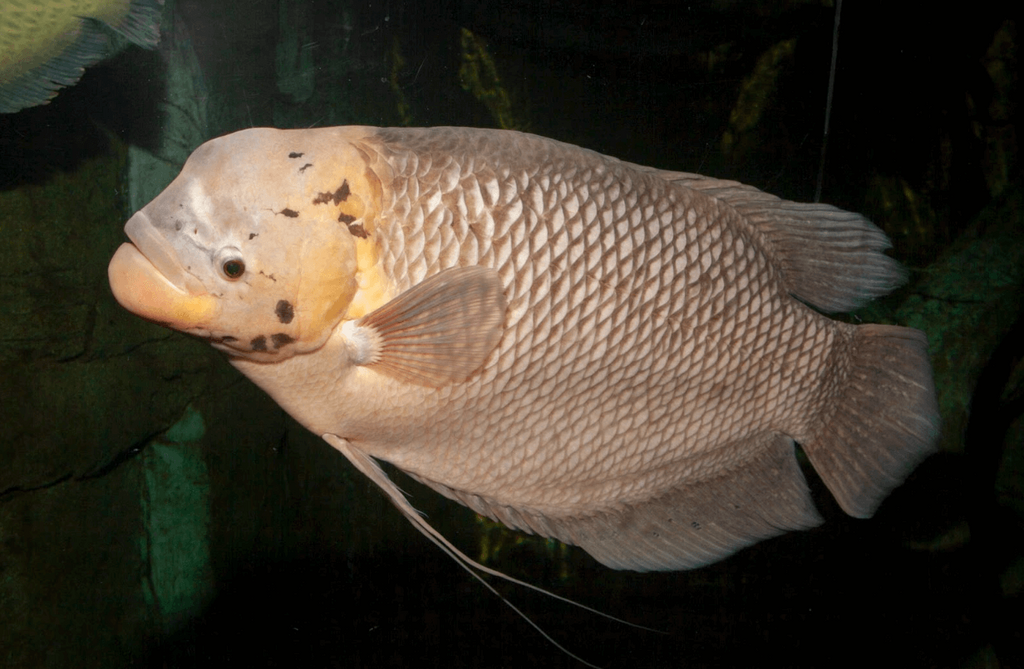 Quiz: Superfish (general knowledge)